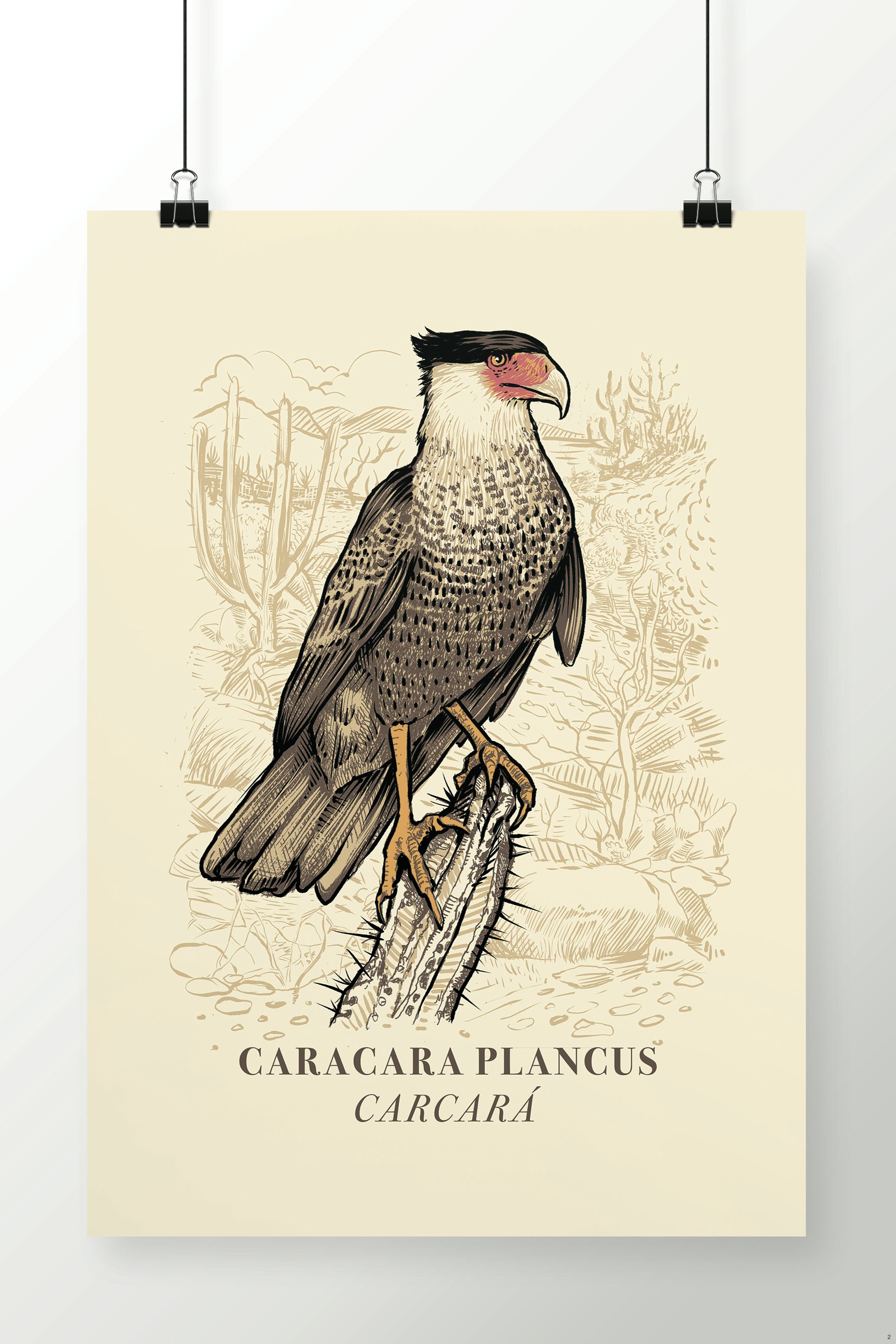 Poster Carcará - Posters Decorativos - Chico Rei